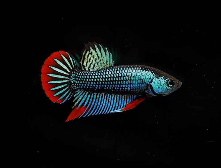 Betta Archives - Keeping Fish