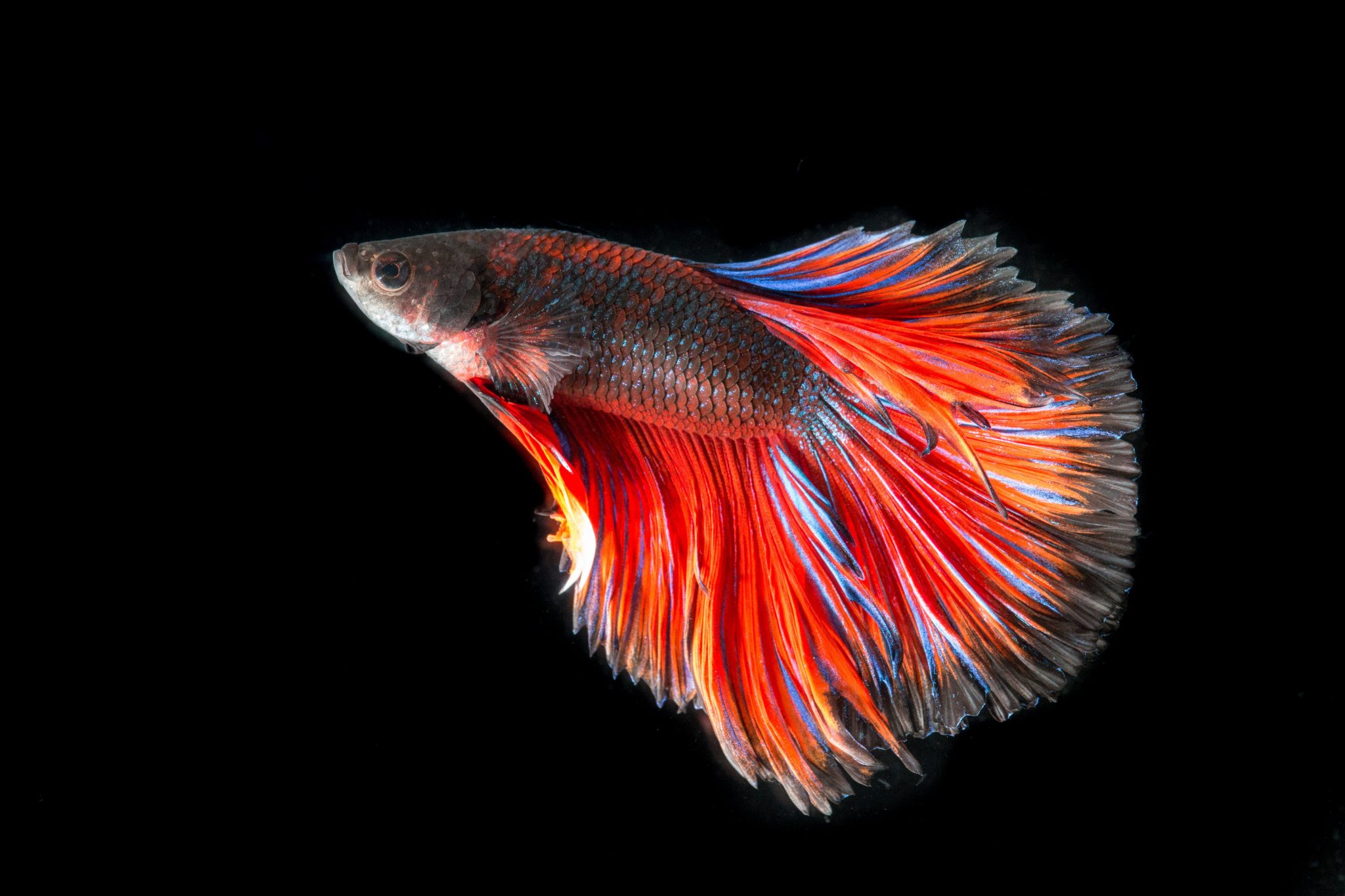 Betta Fish Temperature Requirements - Keeping Fish