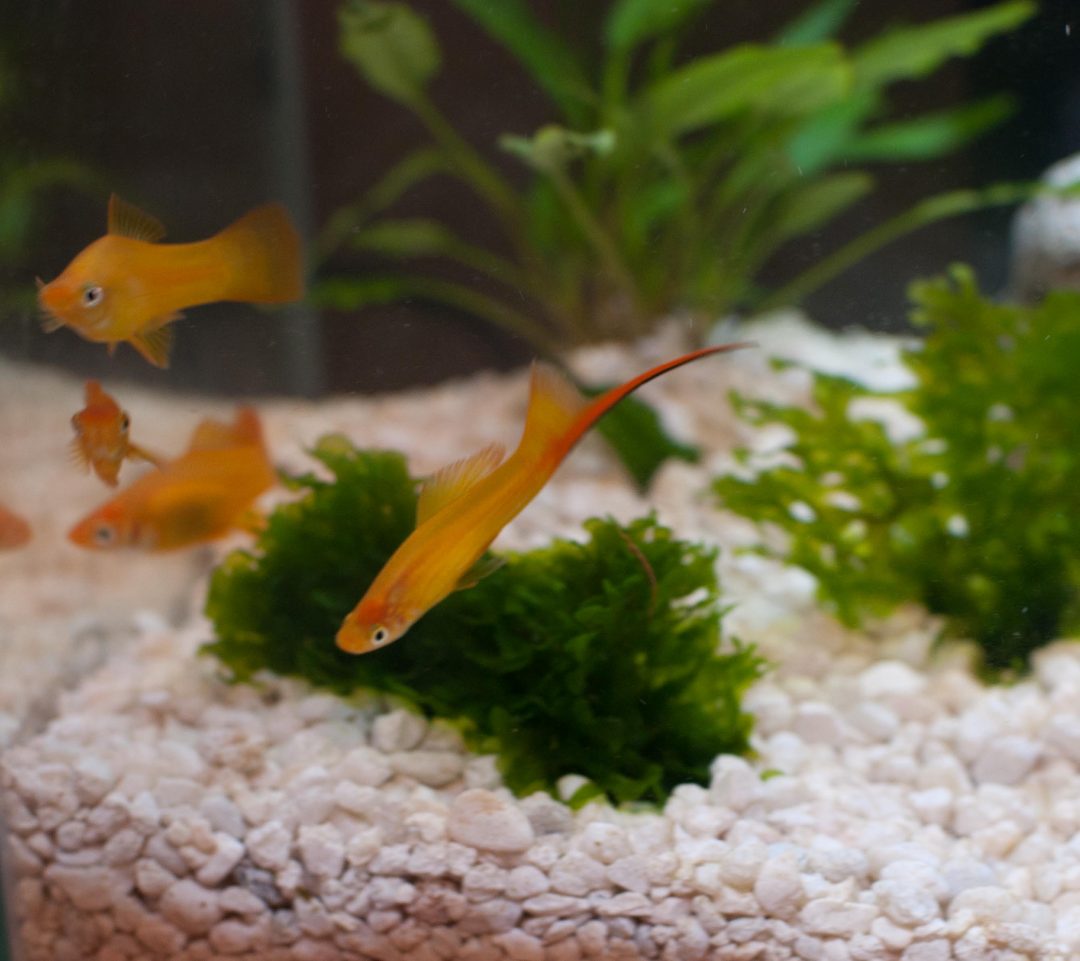 The Swordtail (Xiphophorous hellerii) - Keeping Fish