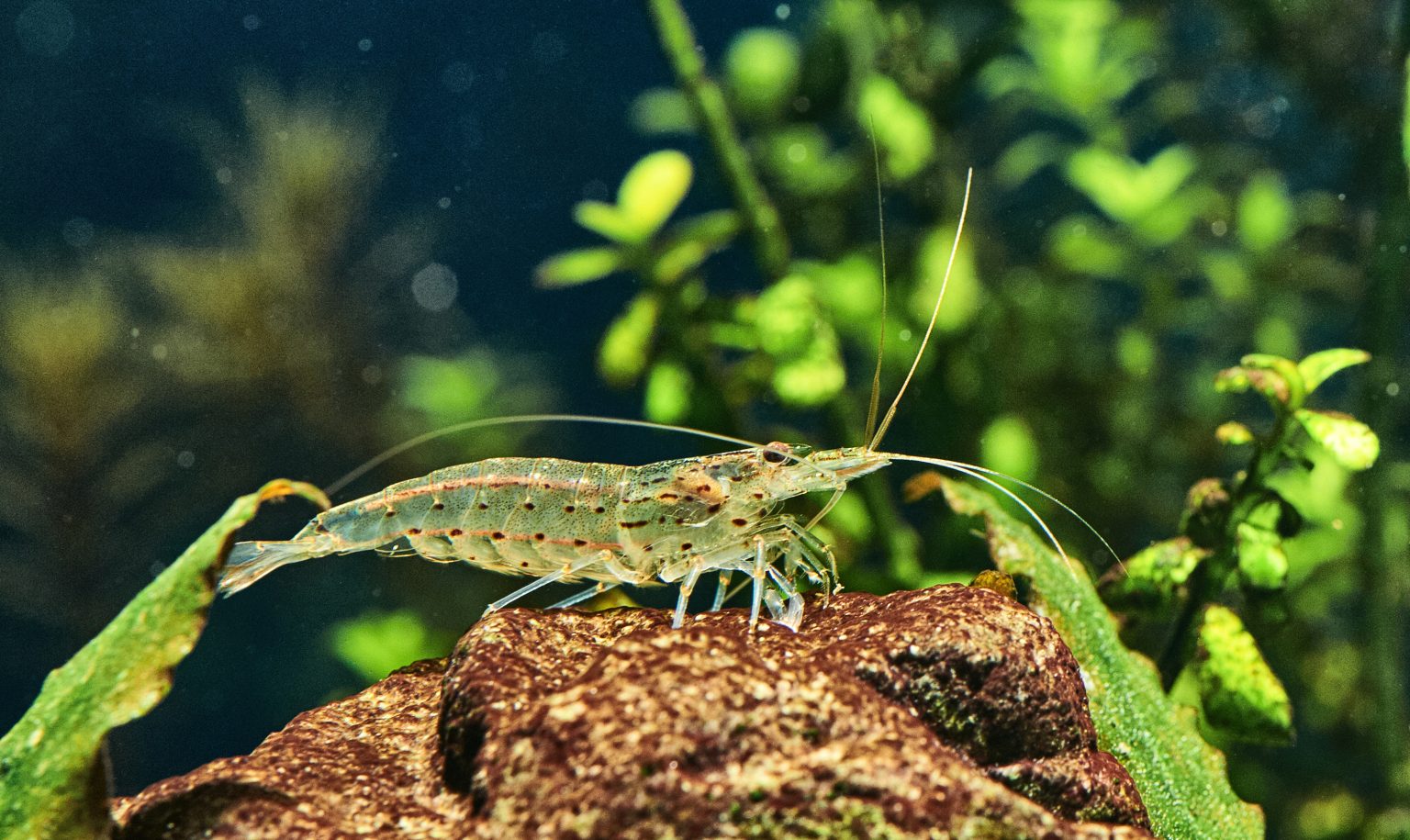 The Amano Shrimp (Caridina multidentata) - Keeping Fish