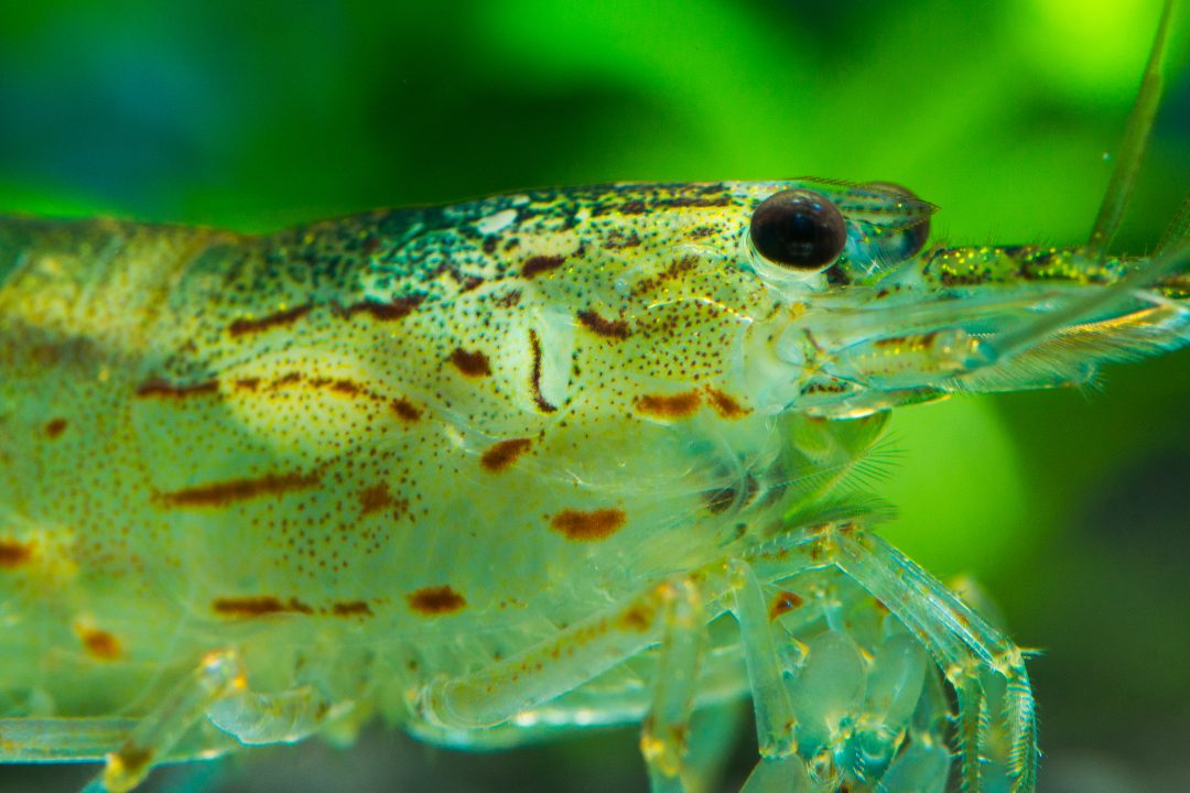 The Amano Shrimp (Caridina multidentata) - Keeping Fish