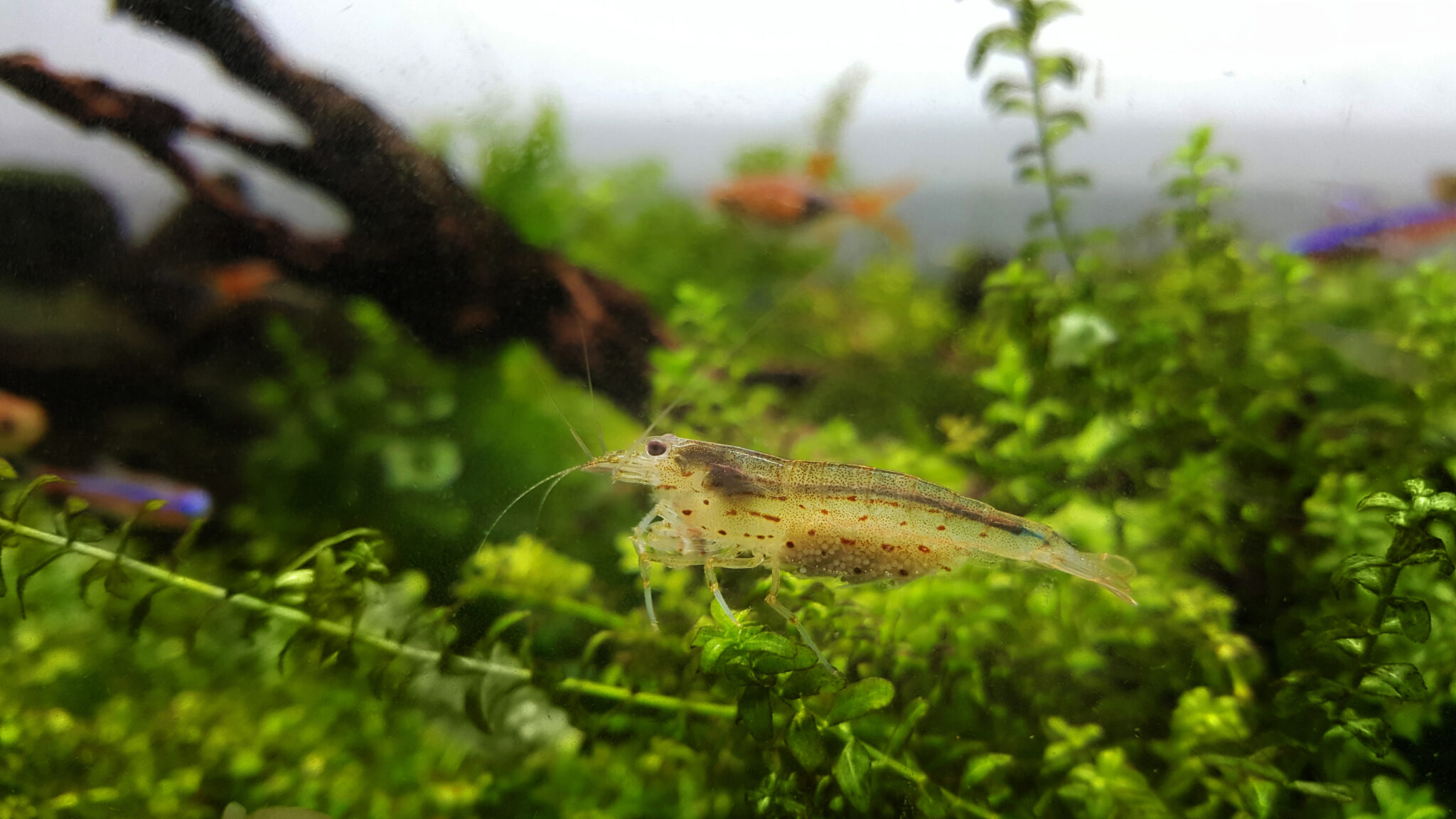 The Amano Shrimp (Caridina multidentata) - Keeping Fish