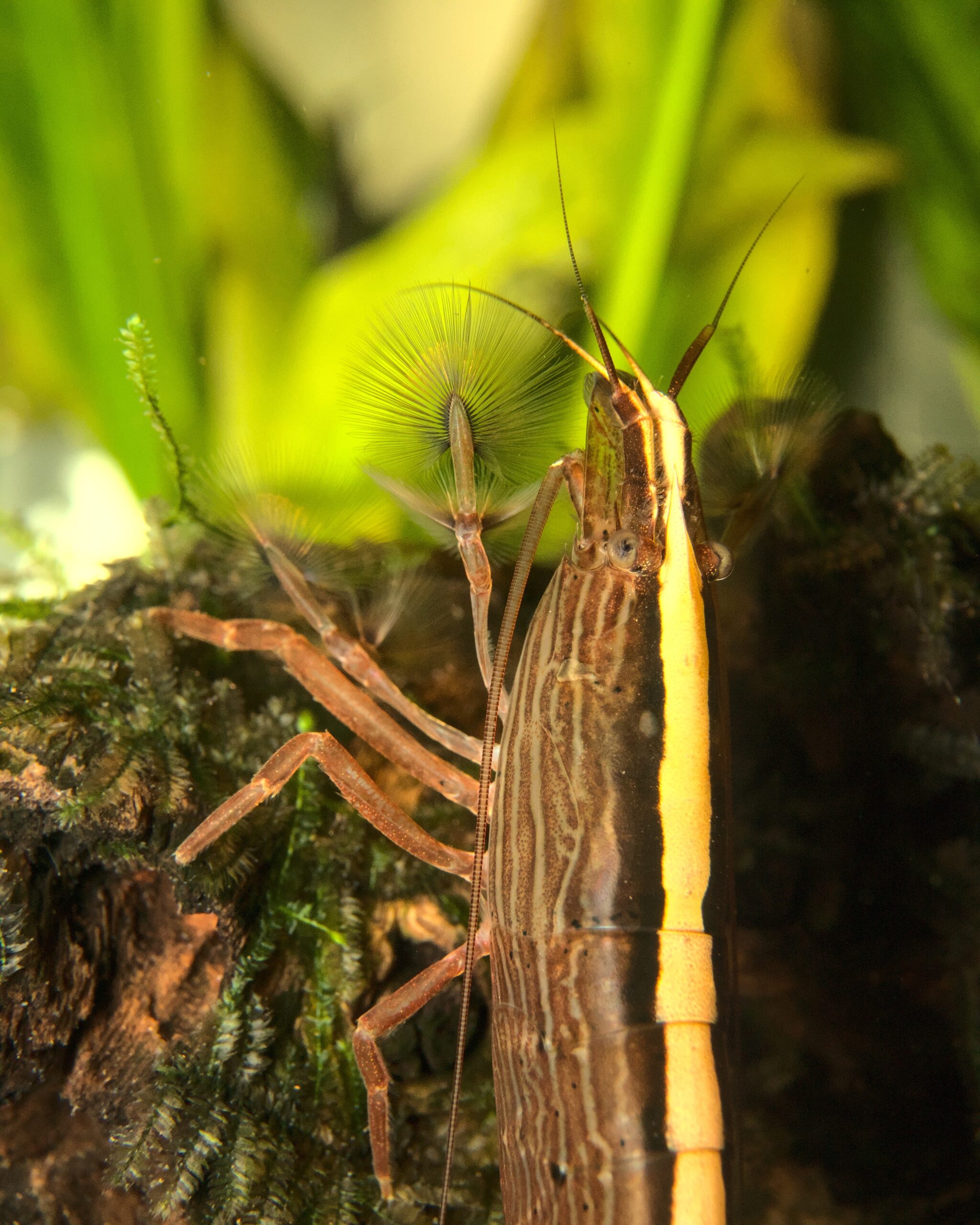 The Bamboo Shrimp (Atyopsis moluccensis) - Keeping Fish