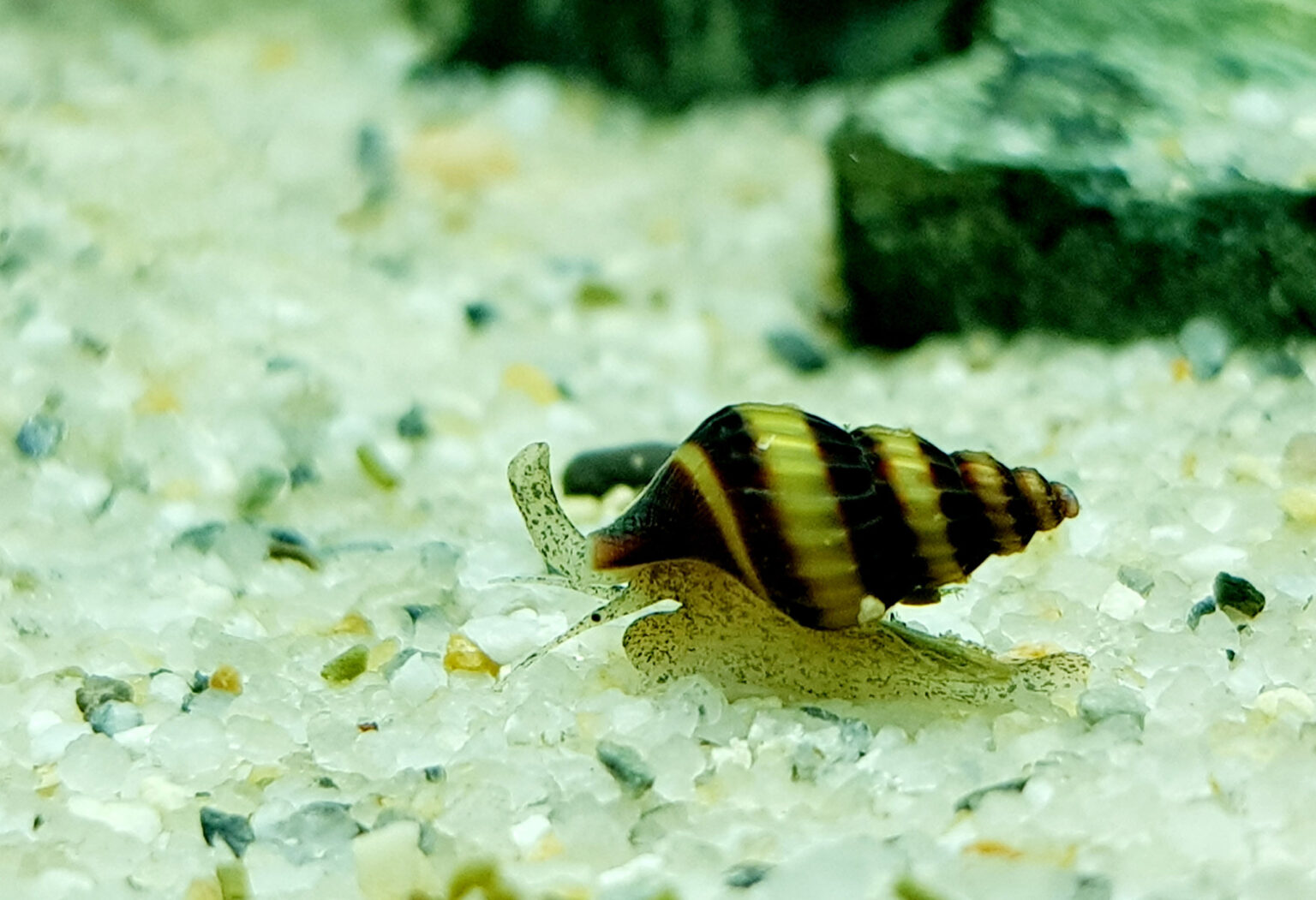 The Assassin Snail (Clea helena) - Keeping Fish